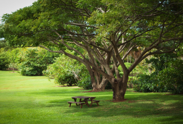 Pohon Pohon Rindang - Desain id